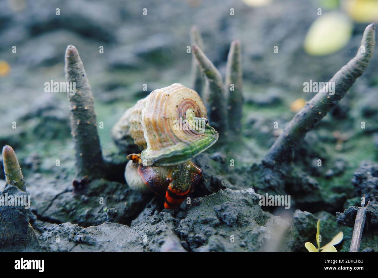Sea shells on ground hi-res stock photography and images - Alamy