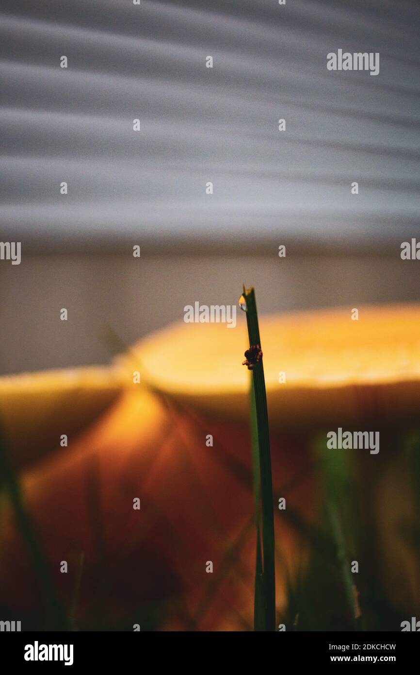 Strand of grass hi-res stock photography and images - Alamy