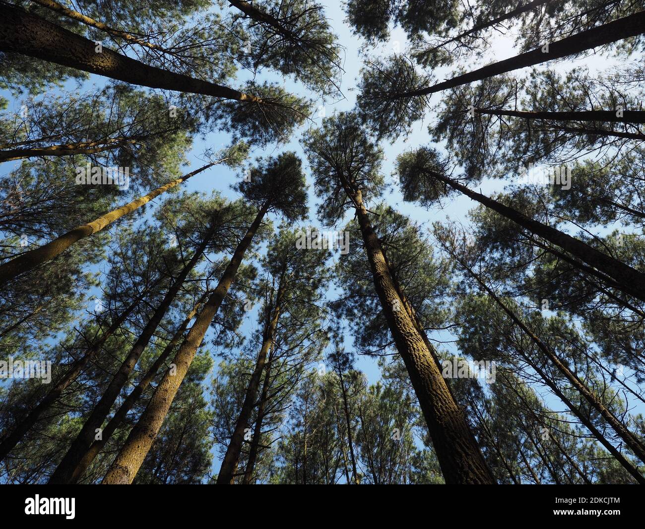 Pinus asri hi-res stock photography and images - Alamy
