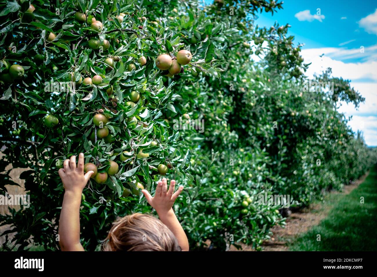 People reaching fruit on tree hi-res stock photography and images - Alamy