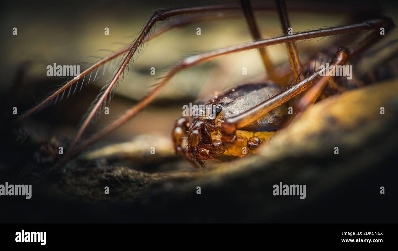 Spitting animal hi-res stock photography and images - Alamy