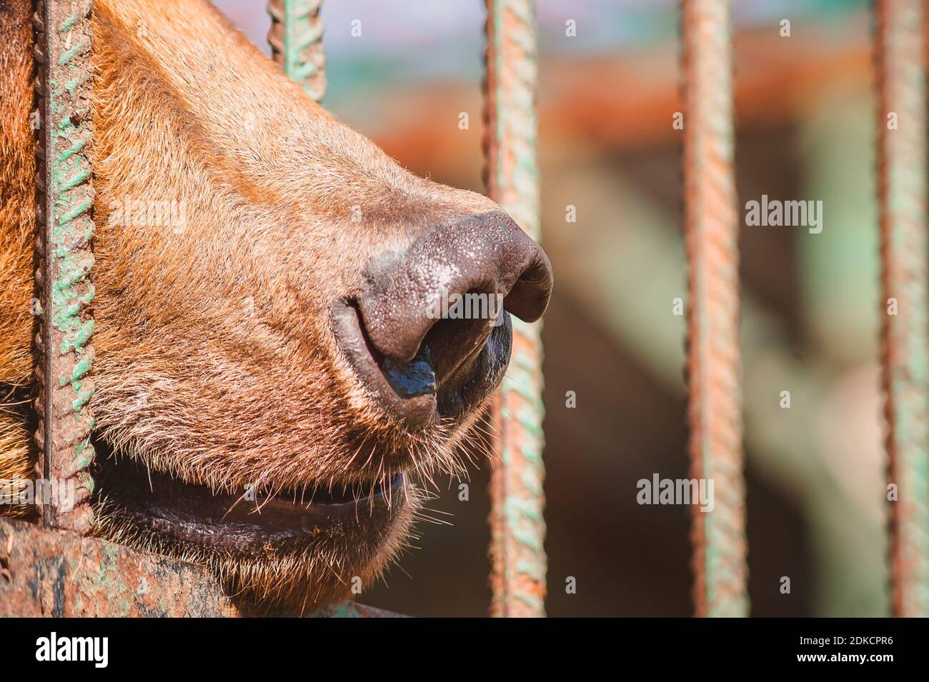 Bear behind fence hi-res stock photography and images - Alamy