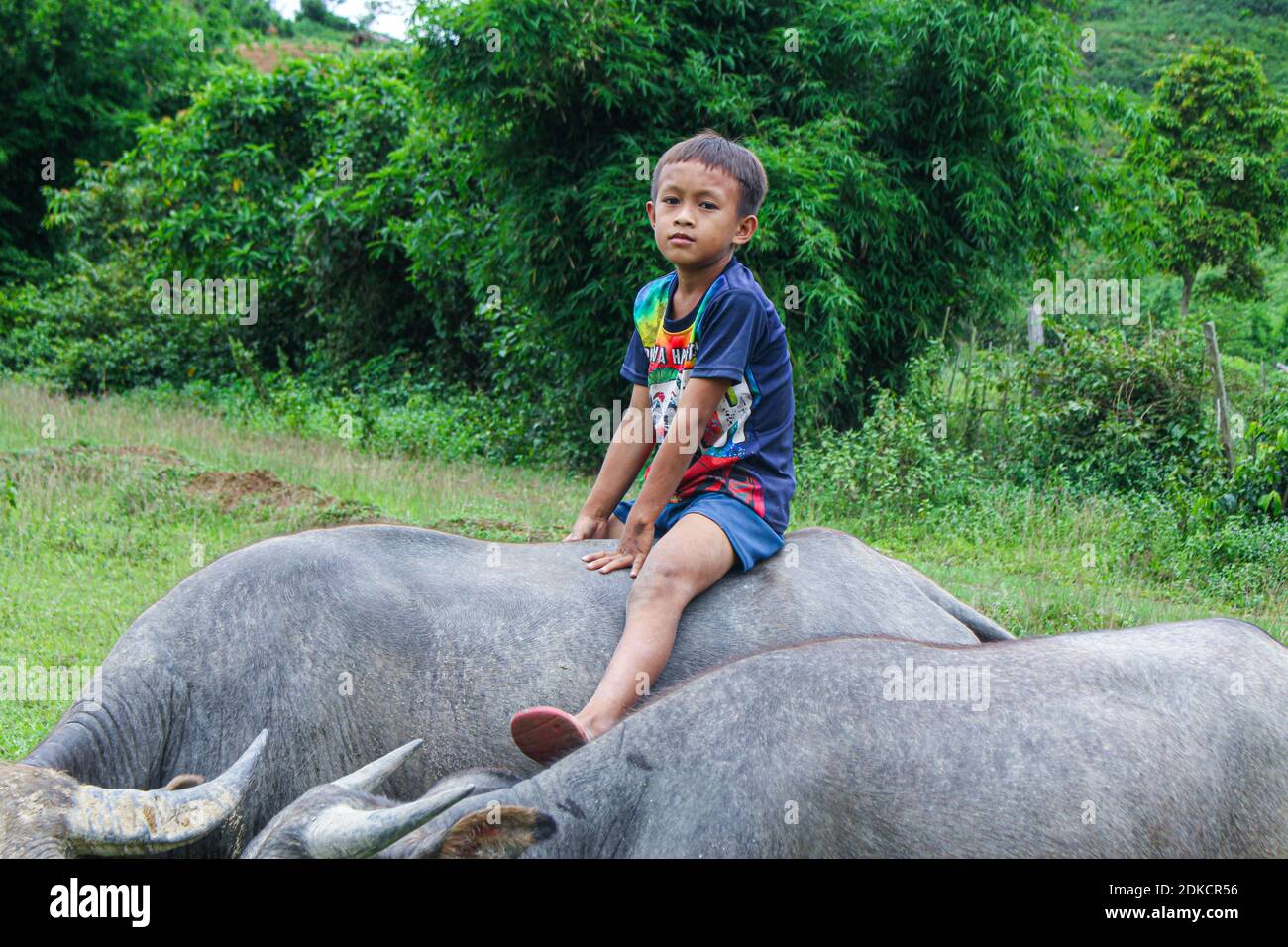 Riding buffalo hi-res stock photography and images - Alamy