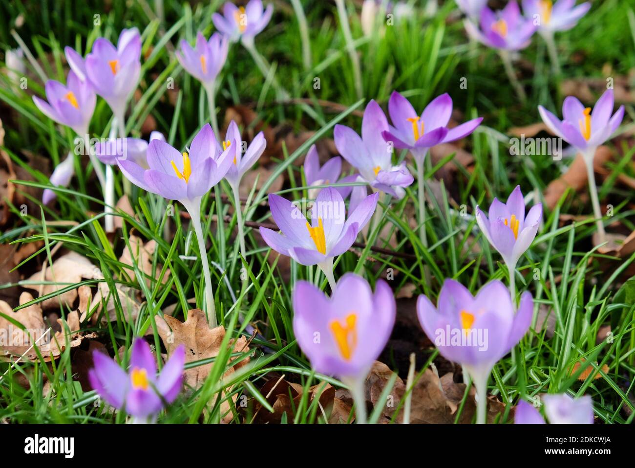 Early flowering Crocus tommasinianus Whitewell in bloom Stock Photo - Alamy