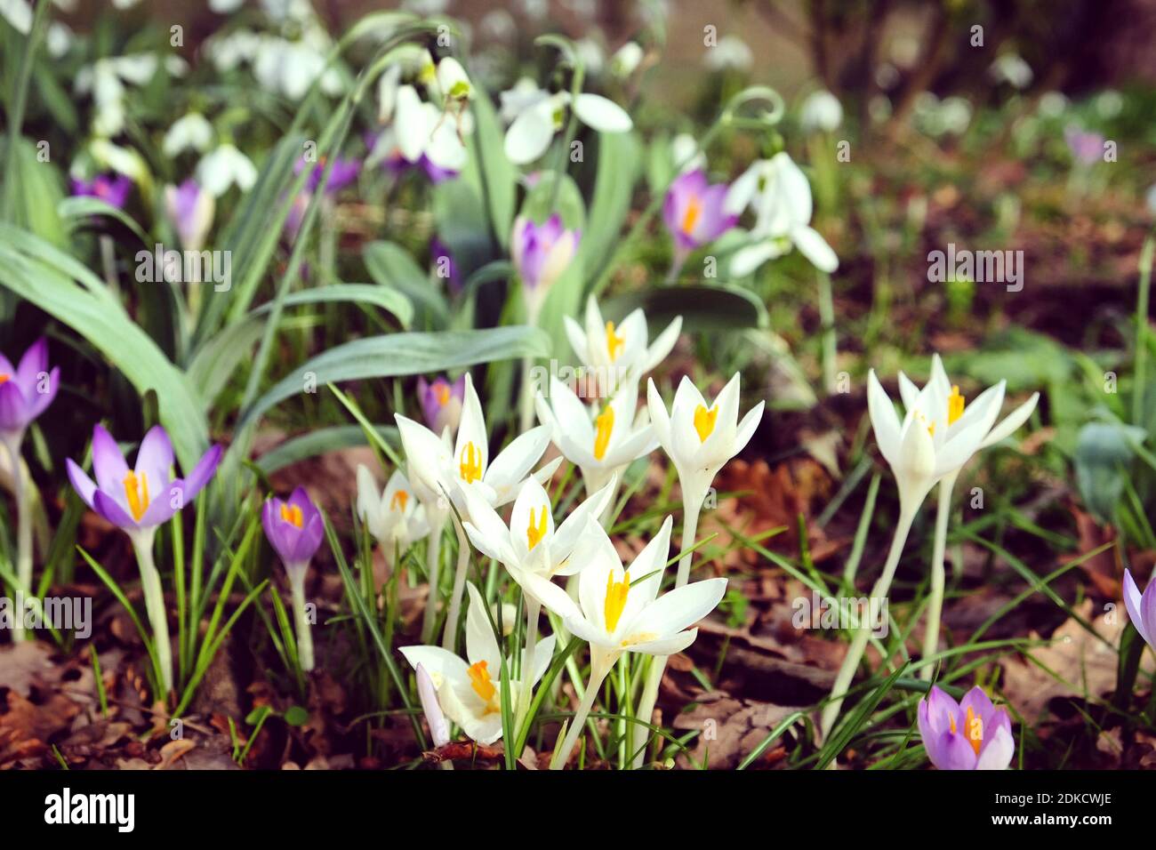 Albus crocus hi-res stock photography and images - Alamy