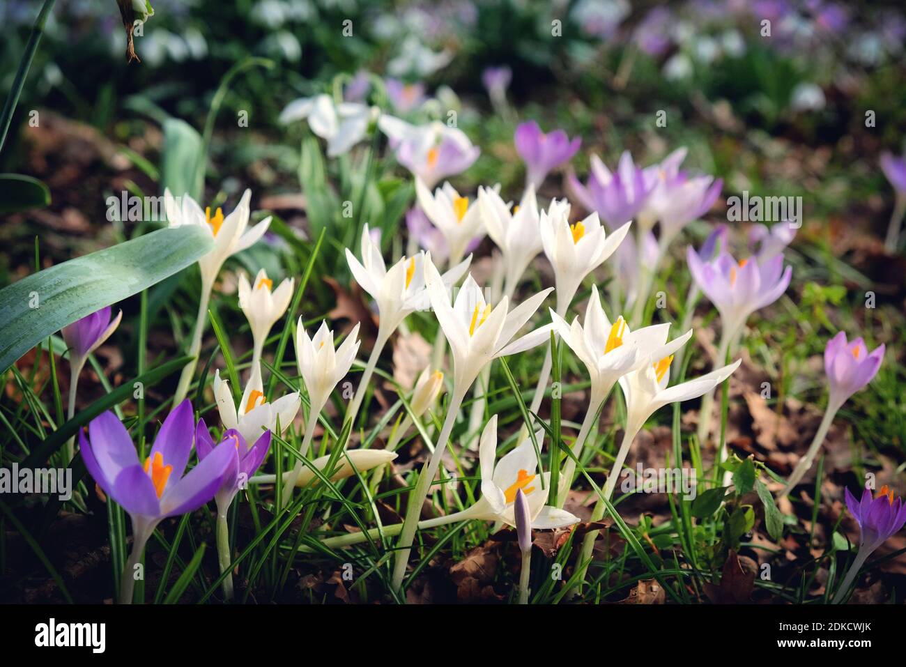 Early flowering Crocus tommasinianus Albus in bloom Stock Photo - Alamy