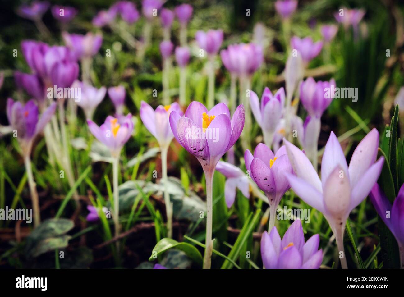 Early flowering Crocus tommasinianus Whitewell in bloom Stock Photo - Alamy