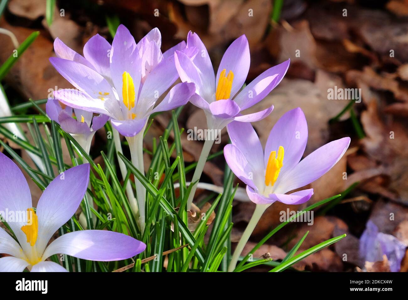 Early flowering Crocus tommasinianus Whitewell in bloom Stock Photo - Alamy