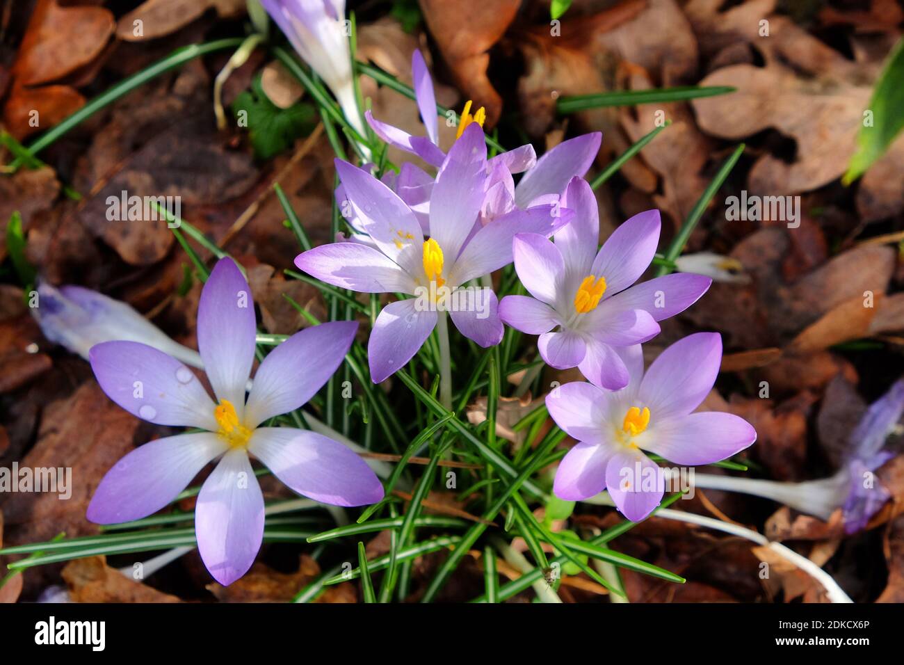 Early flowering Crocus tommasinianus Whitewell in bloom Stock Photo - Alamy