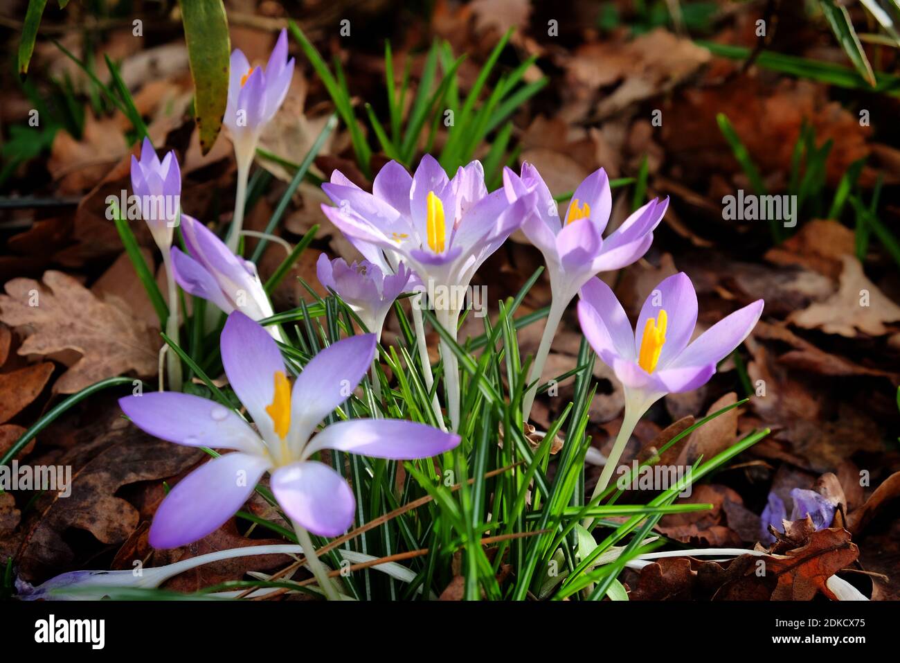 Early flowering Crocus tommasinianus Whitewell in bloom Stock Photo - Alamy