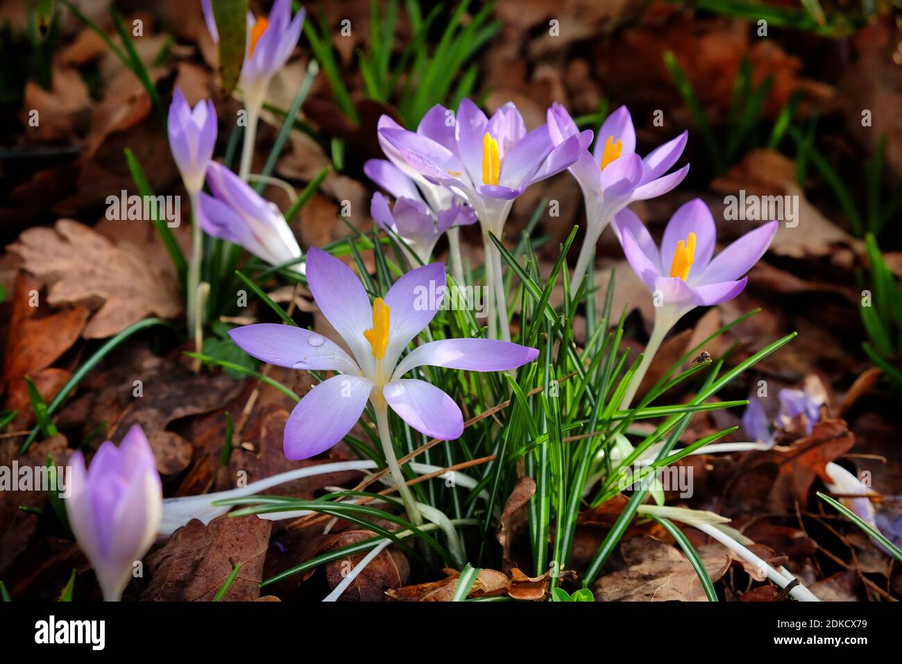 Early flowering Crocus tommasinianus Whitewell in bloom Stock Photo - Alamy