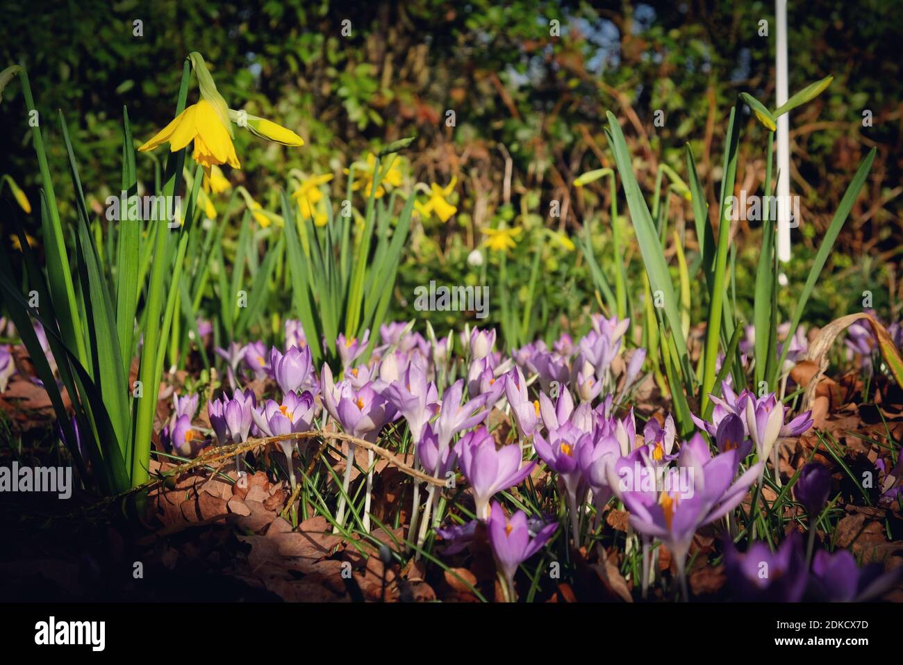 Early flowering Crocus tommasinianus Whitewell in bloom Stock Photo - Alamy