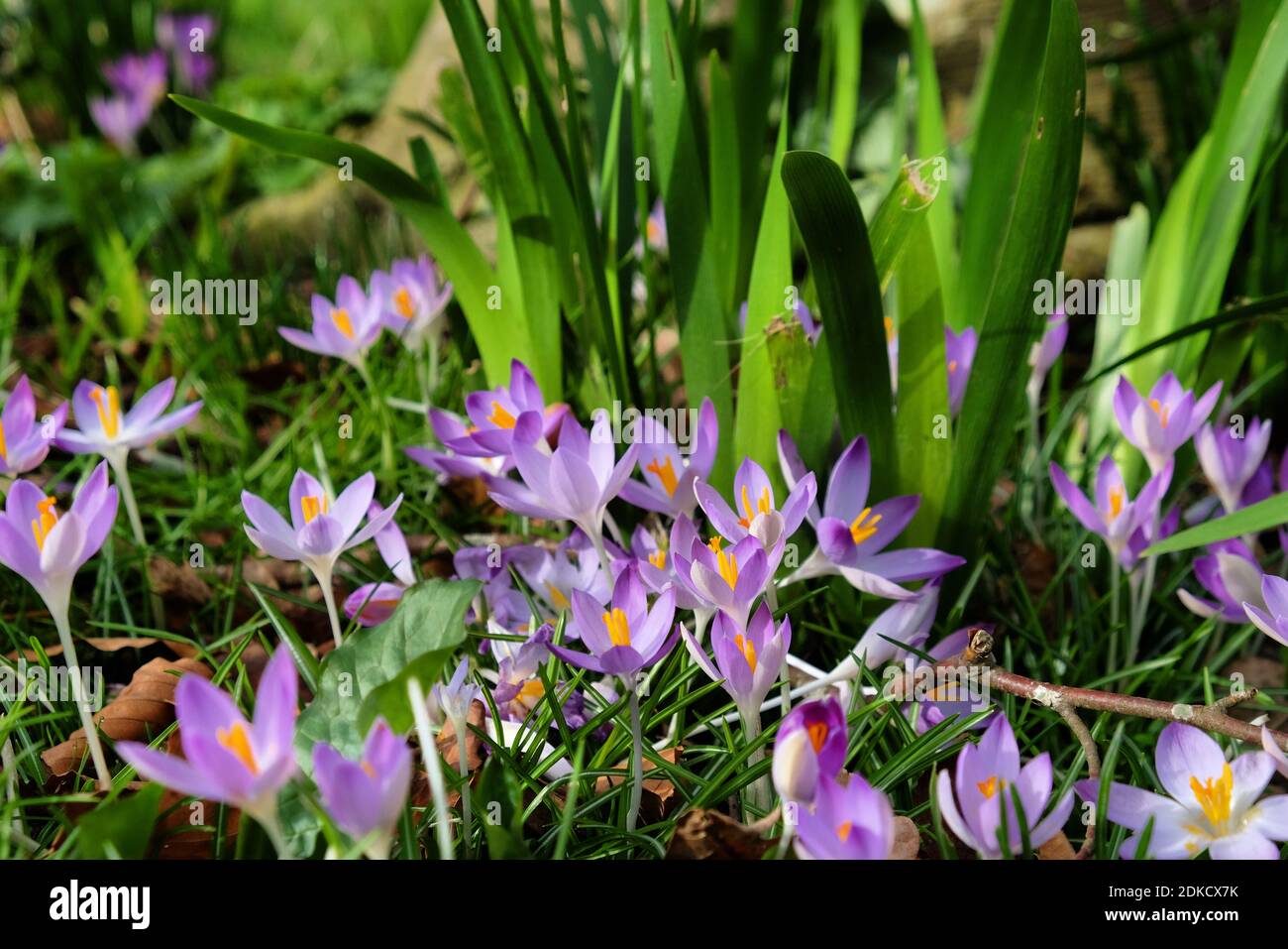 Early flowering Crocus tommasinianus Whitewell in bloom Stock Photo - Alamy