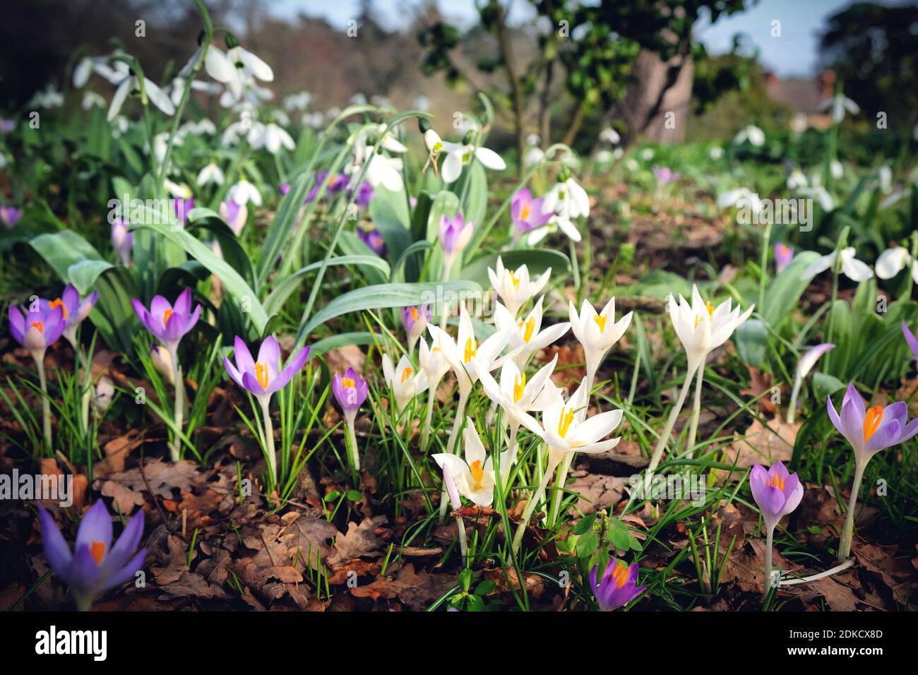 Early flowering Crocus tommasinianus Albus in bloom Stock Photo - Alamy