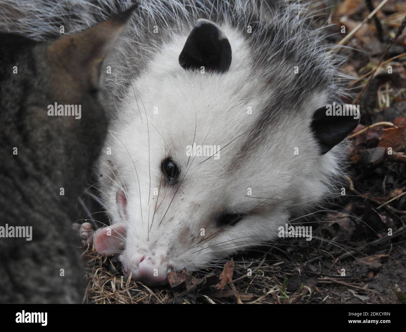 Possum body hi-res stock photography and images - Alamy