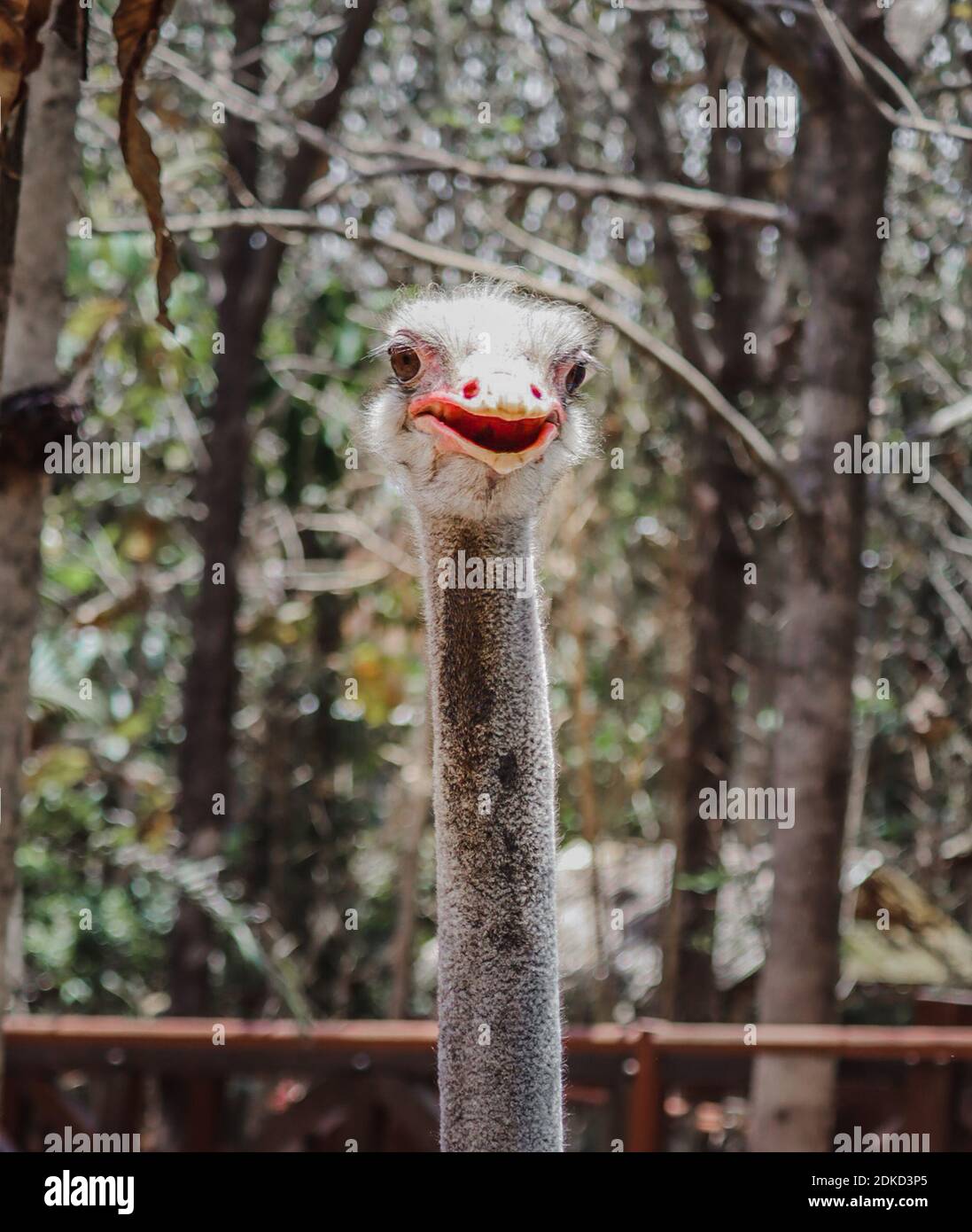 Camel bird hi-res stock photography and images - Alamy