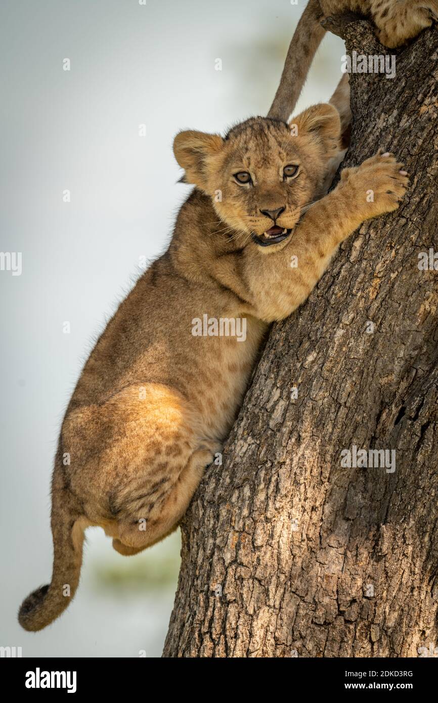 Tree climbing lion serengeti national park hi-res stock photography and ...