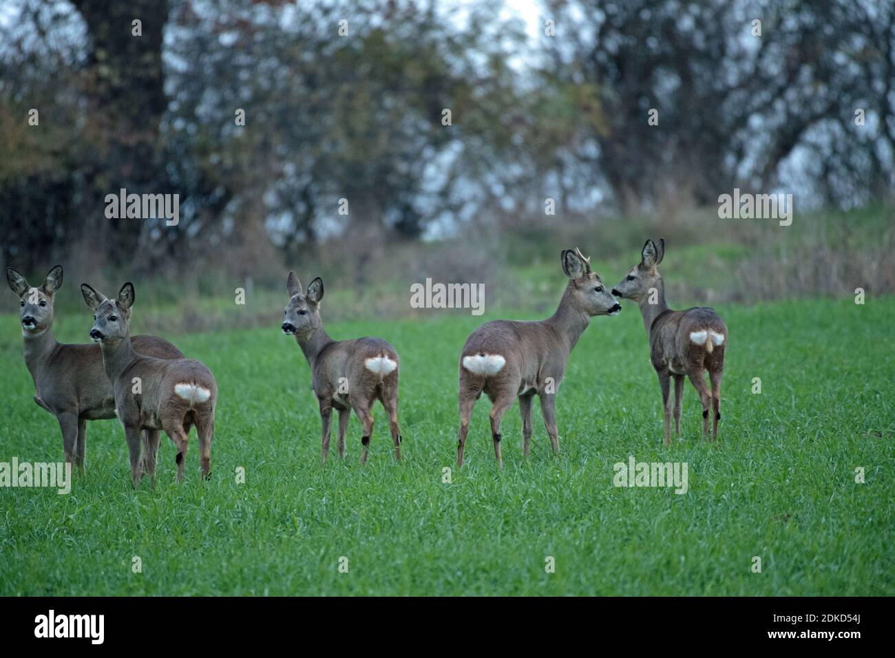 Deer, leap deer Stock Photo - Alamy