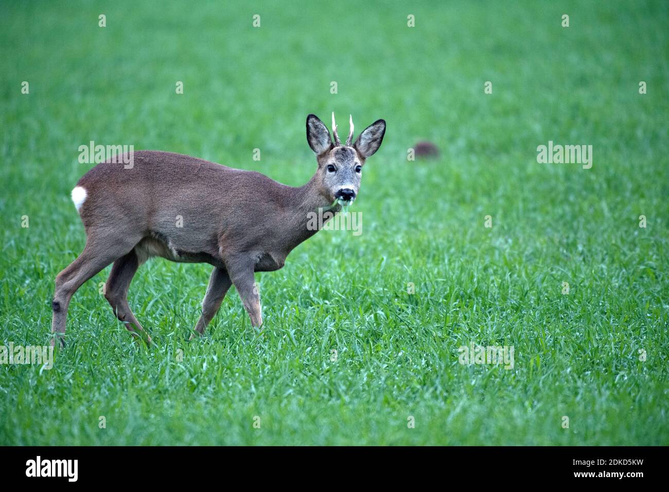 Deer, leap deer Stock Photo - Alamy