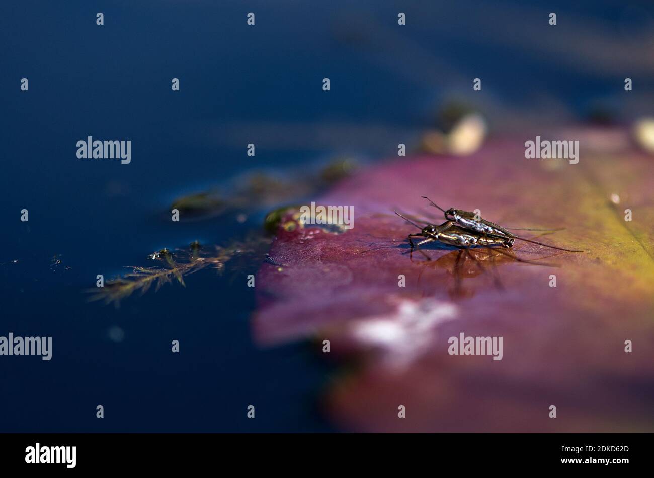 Floating insects hi-res stock photography and images - Alamy