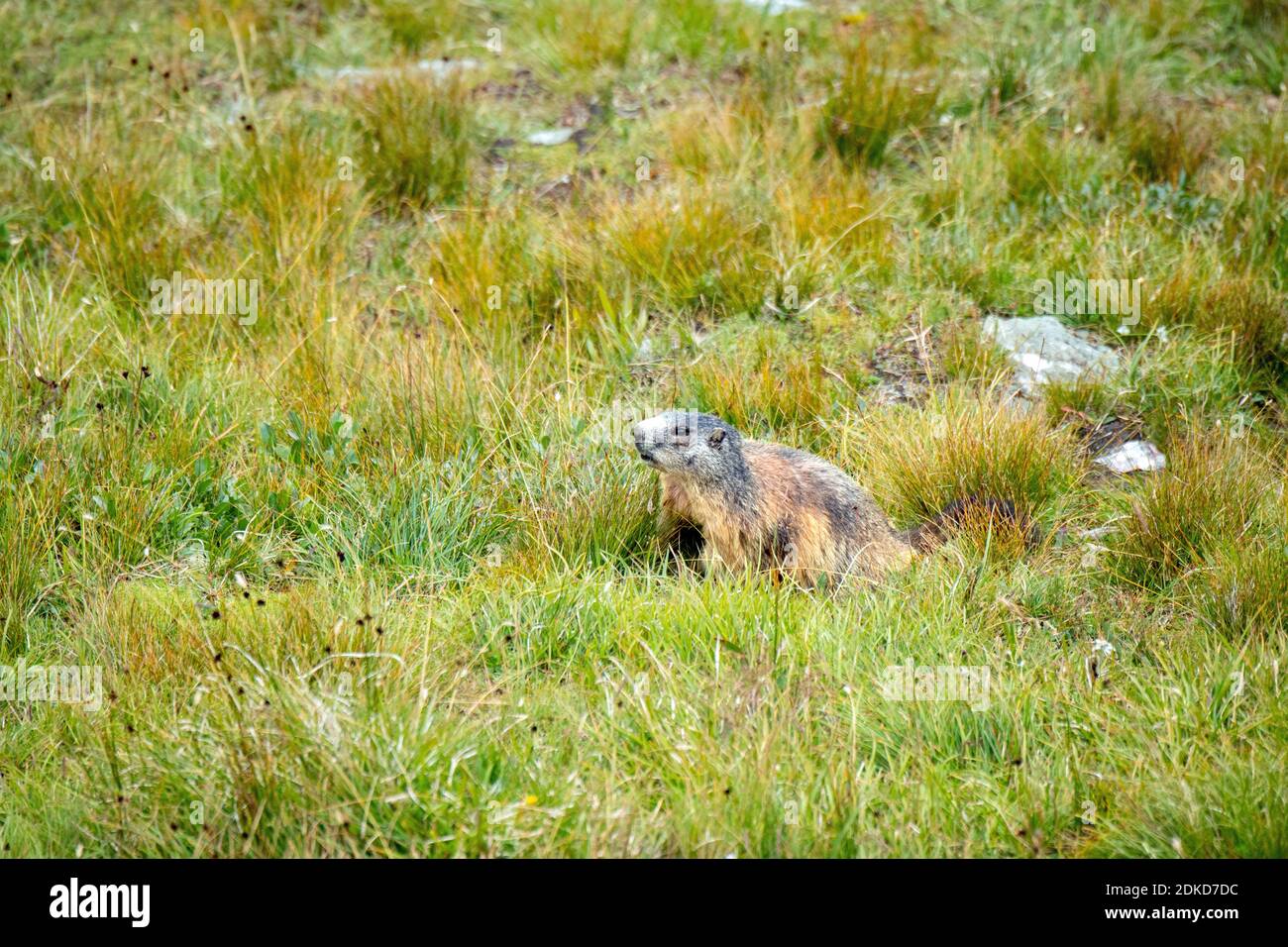 Real ground squirrel hi-res stock photography and images - Alamy