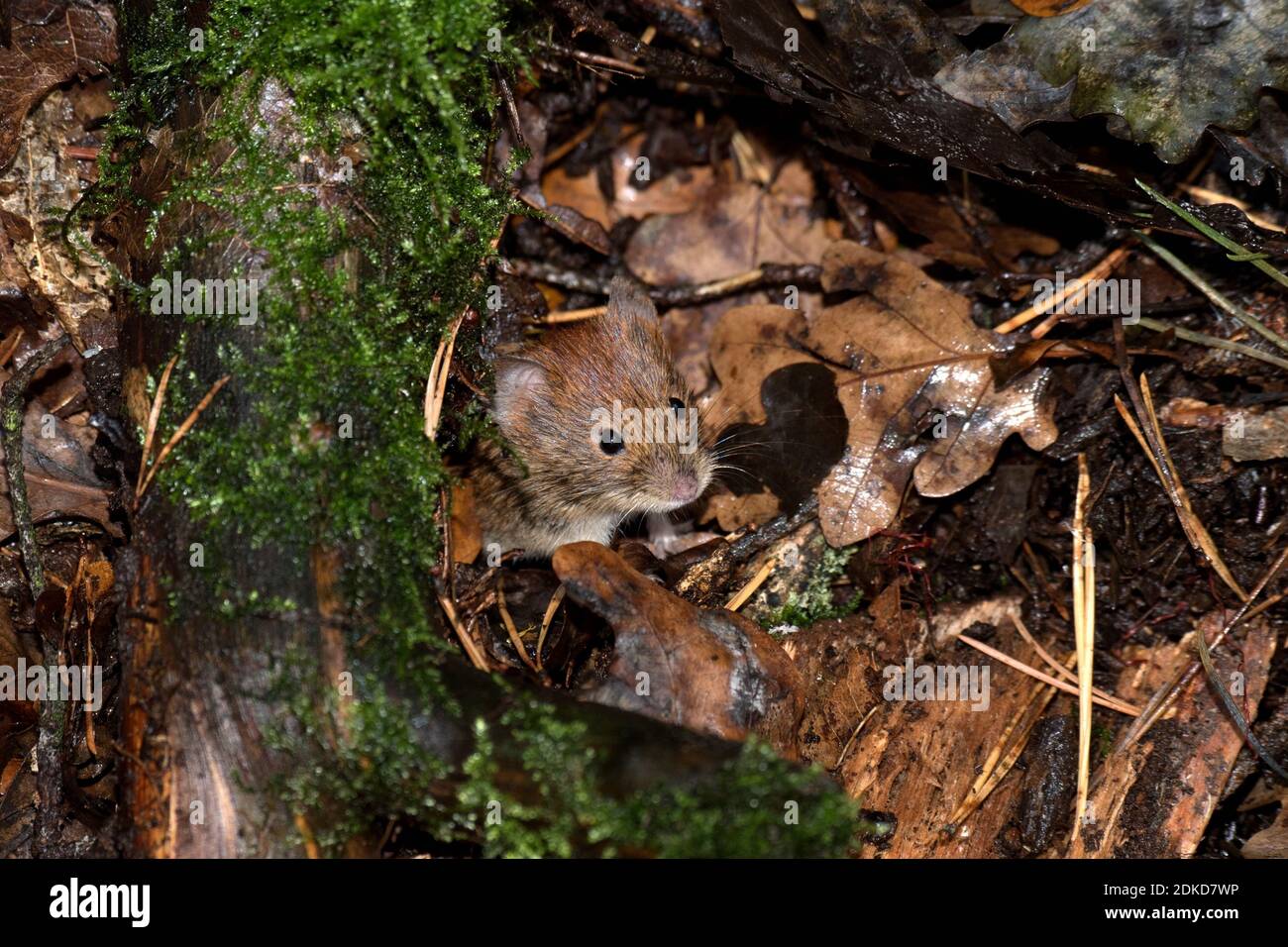 Red backed vole hi-res stock photography and images - Alamy
