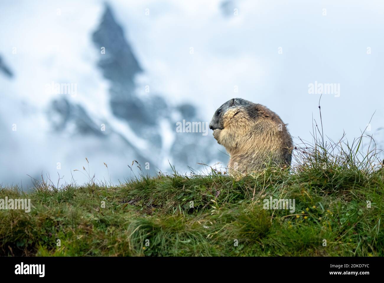 Real ground squirrel hi-res stock photography and images - Alamy