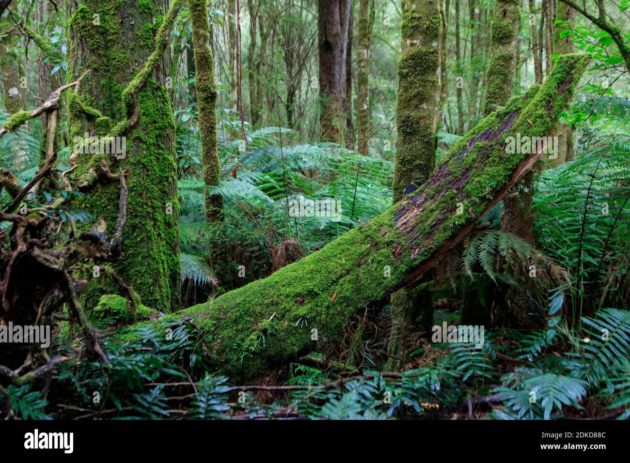Temperate bamboo forest hi-res stock photography and images - Alamy