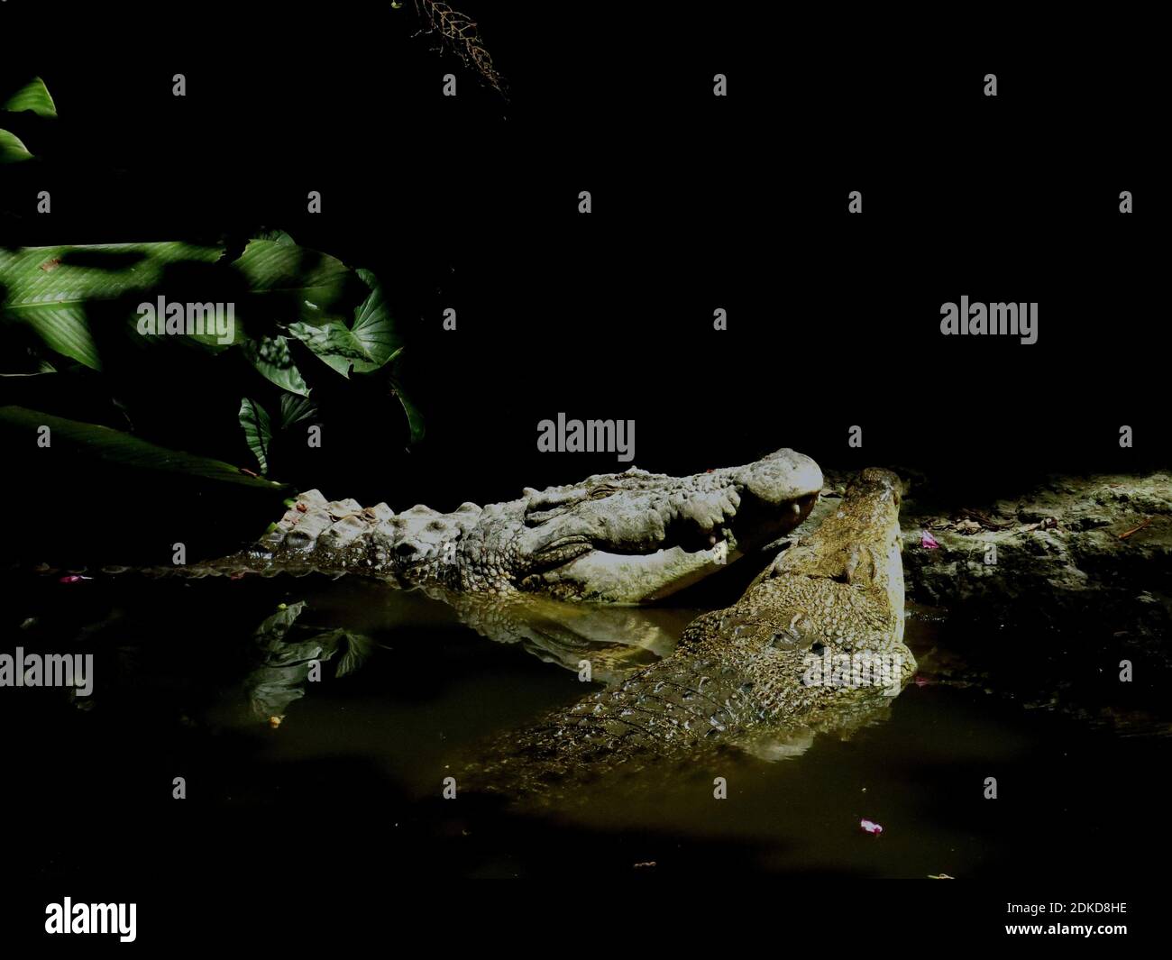 Sea crocodiles hi-res stock photography and images - Alamy