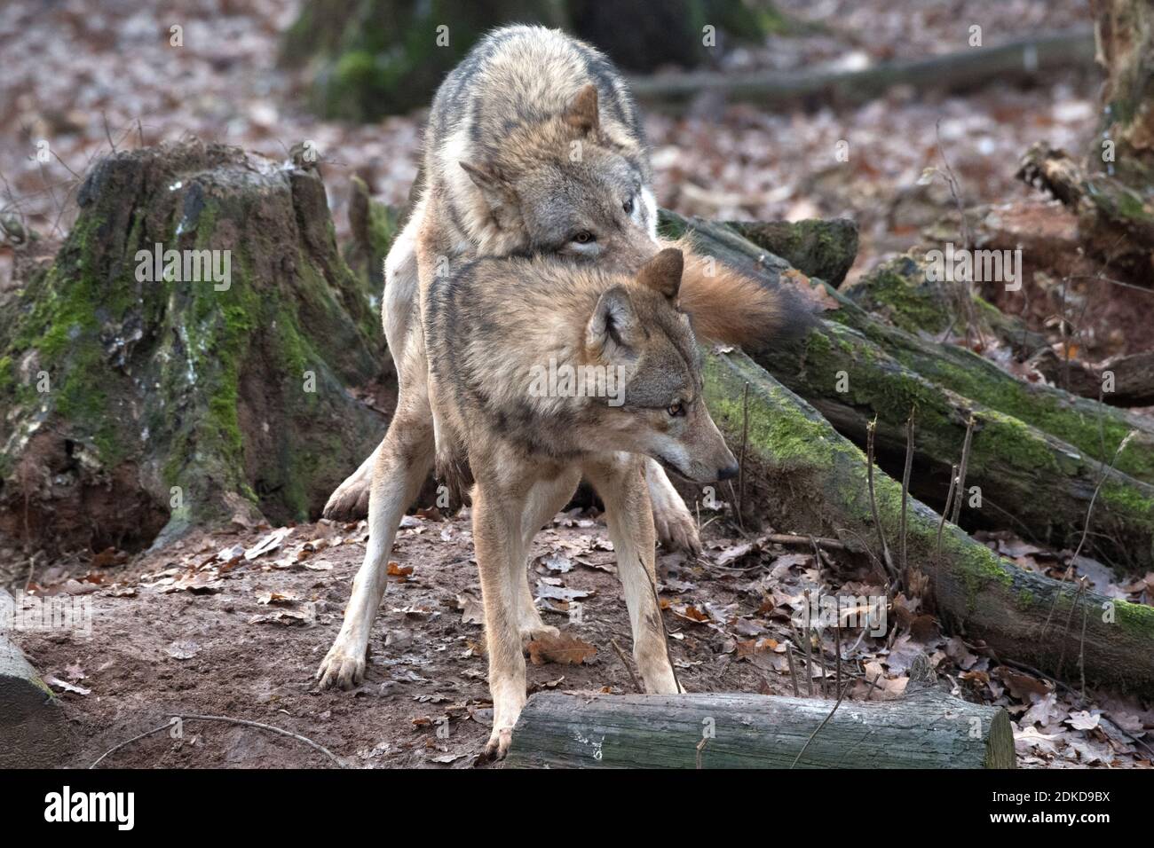 Gray wolves hi-res stock photography and images - Alamy