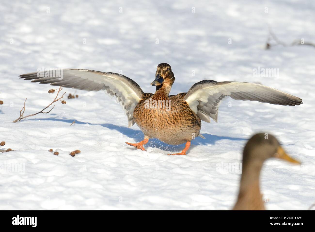 Mating season of mallards hi-res stock photography and images - Alamy