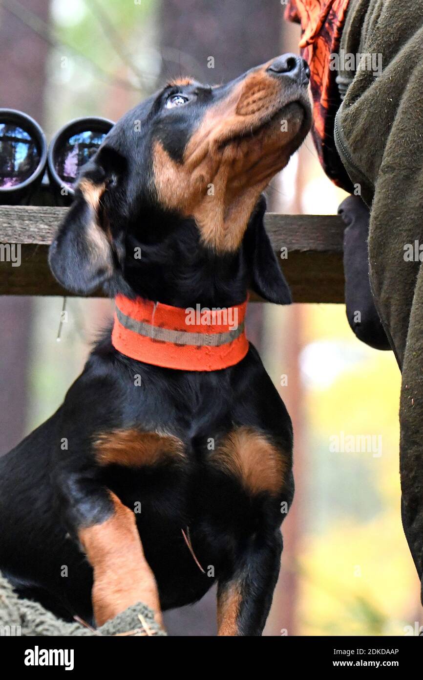 Driven hunt, hunting dog Stock Photo - Alamy