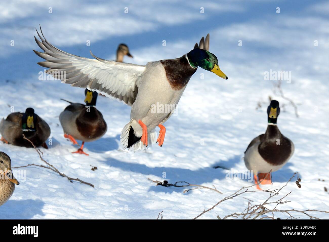 Mating season of mallards hi-res stock photography and images - Alamy