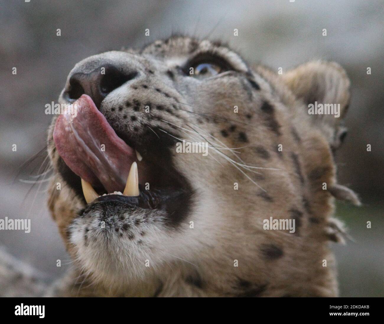 Portrait snow leopard mouth open hi-res stock photography and images ...