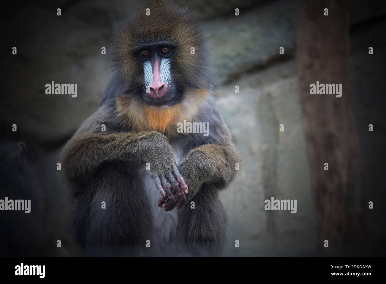 Mandrill female hi-res stock photography and images - Alamy
