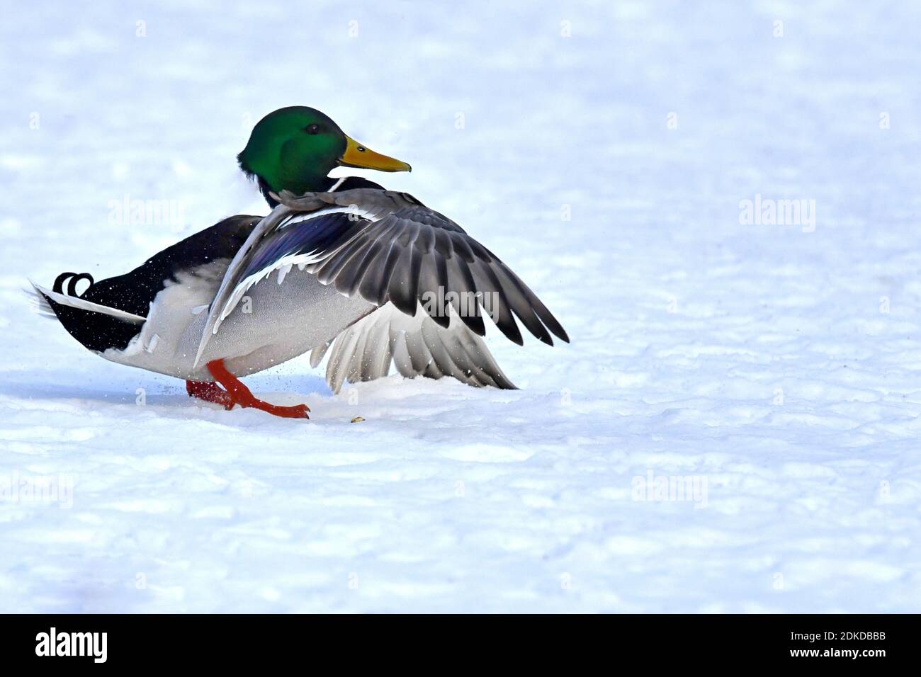 Mallard mating season hi-res stock photography and images - Alamy