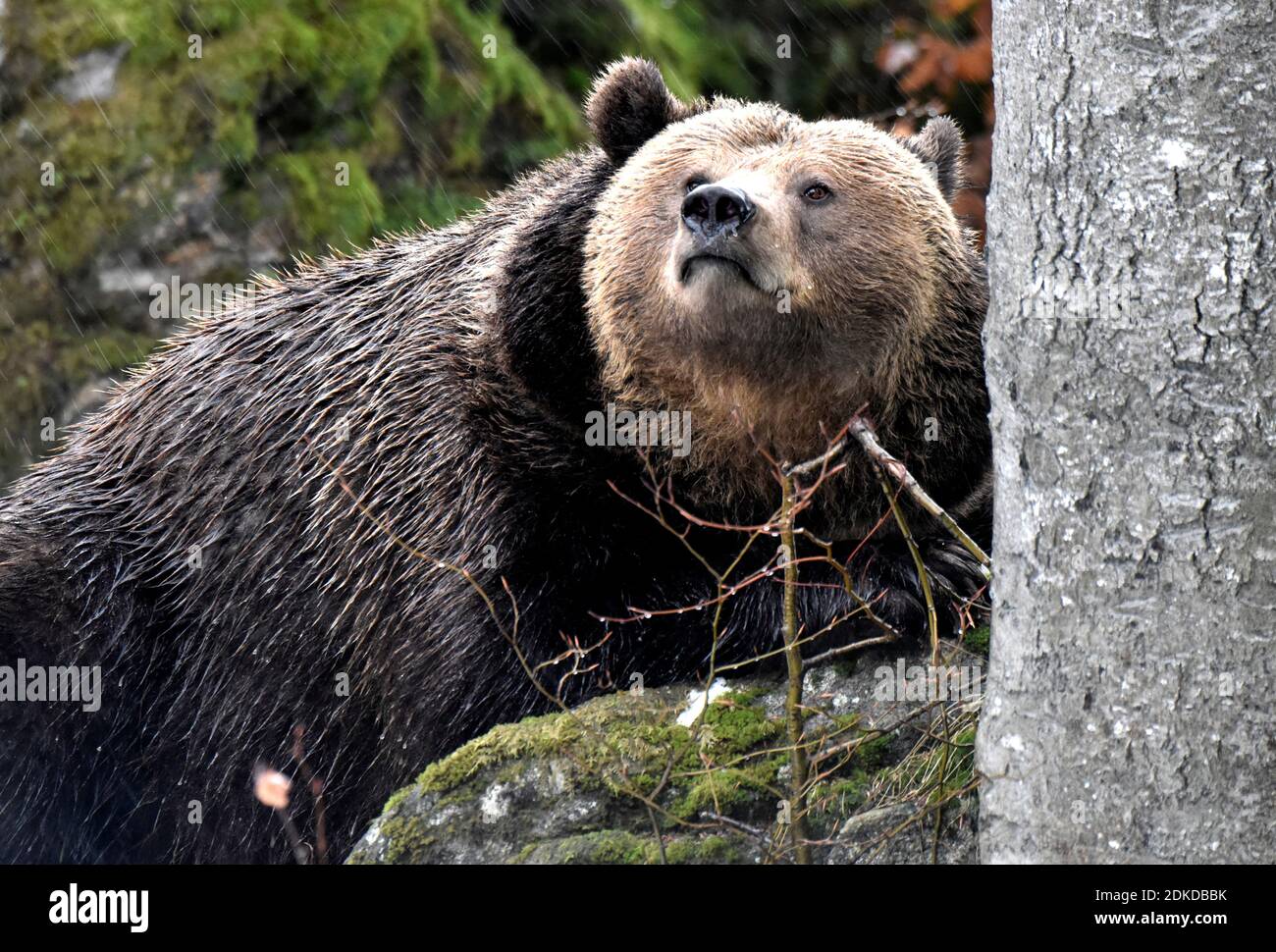 Ferocious bear hi-res stock photography and images - Alamy