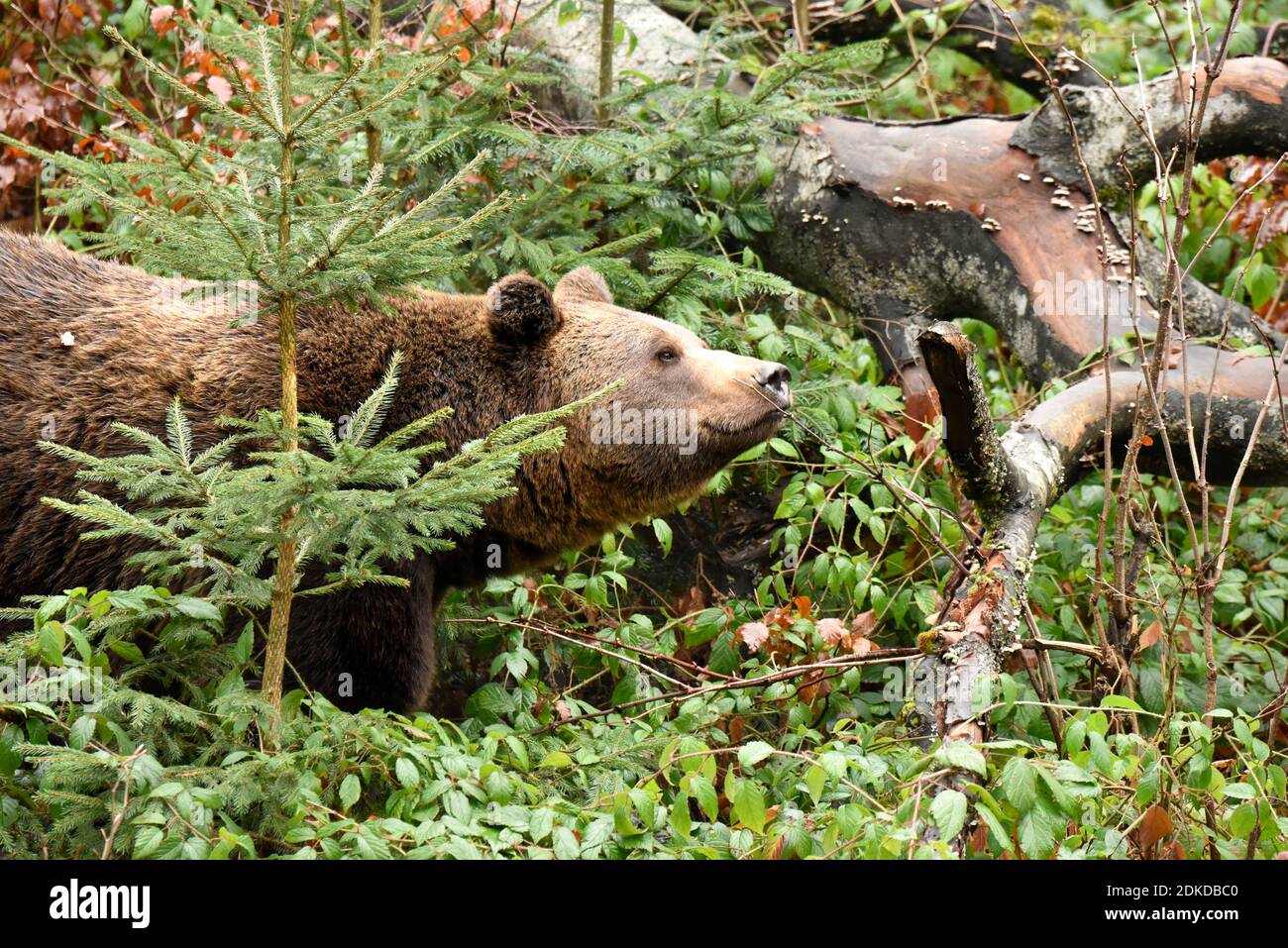 Ferocious bear hi-res stock photography and images - Alamy
