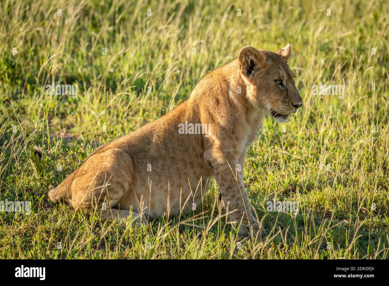 Lion cub sitting looking up hi-res stock photography and images - Alamy