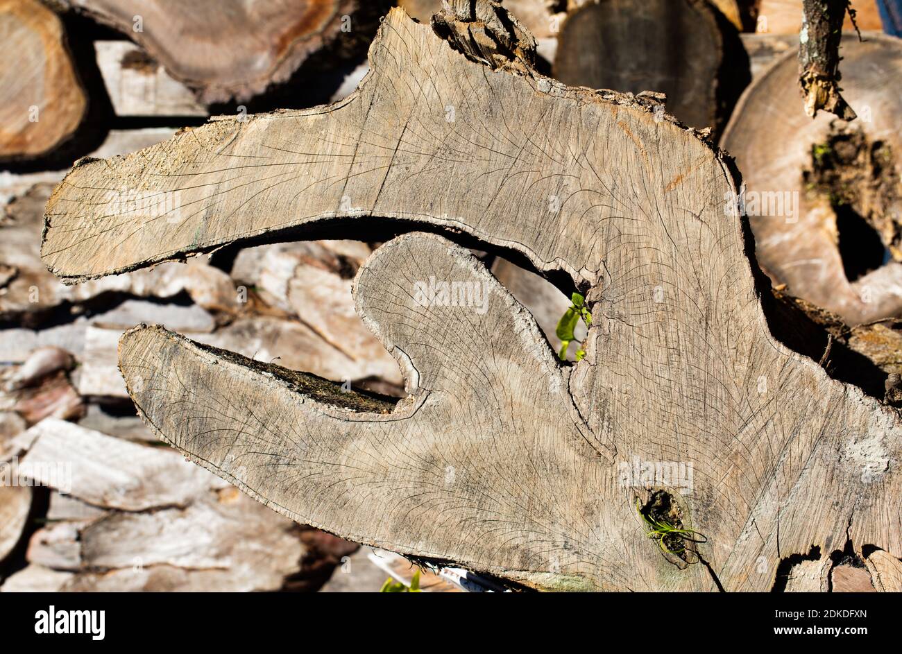 Top view shot of sawed tree trunks in different sizes Stock Photo - Alamy
