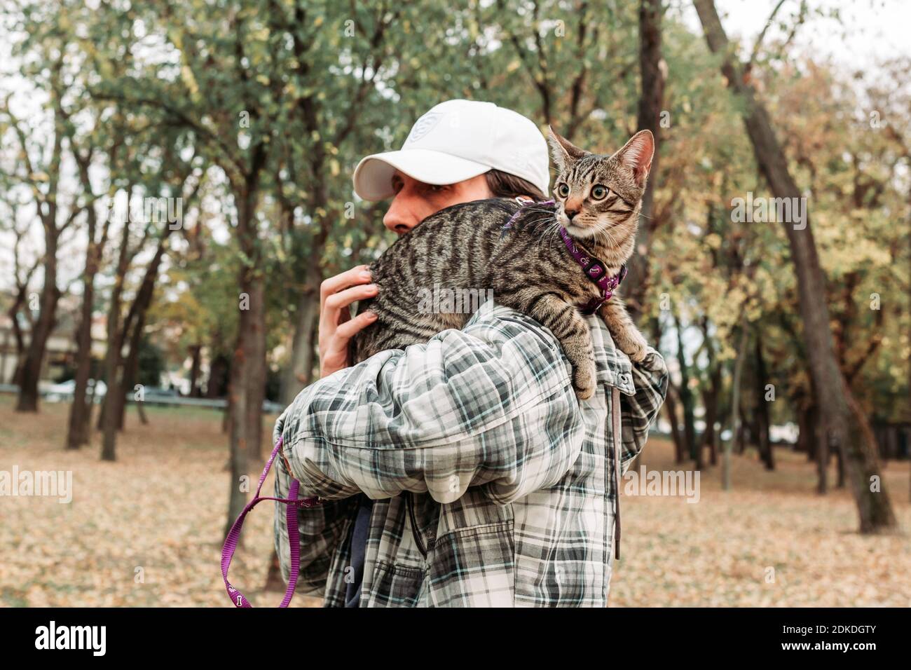 Owner carrying cute, young, striped domestic cat on his shoulder ...