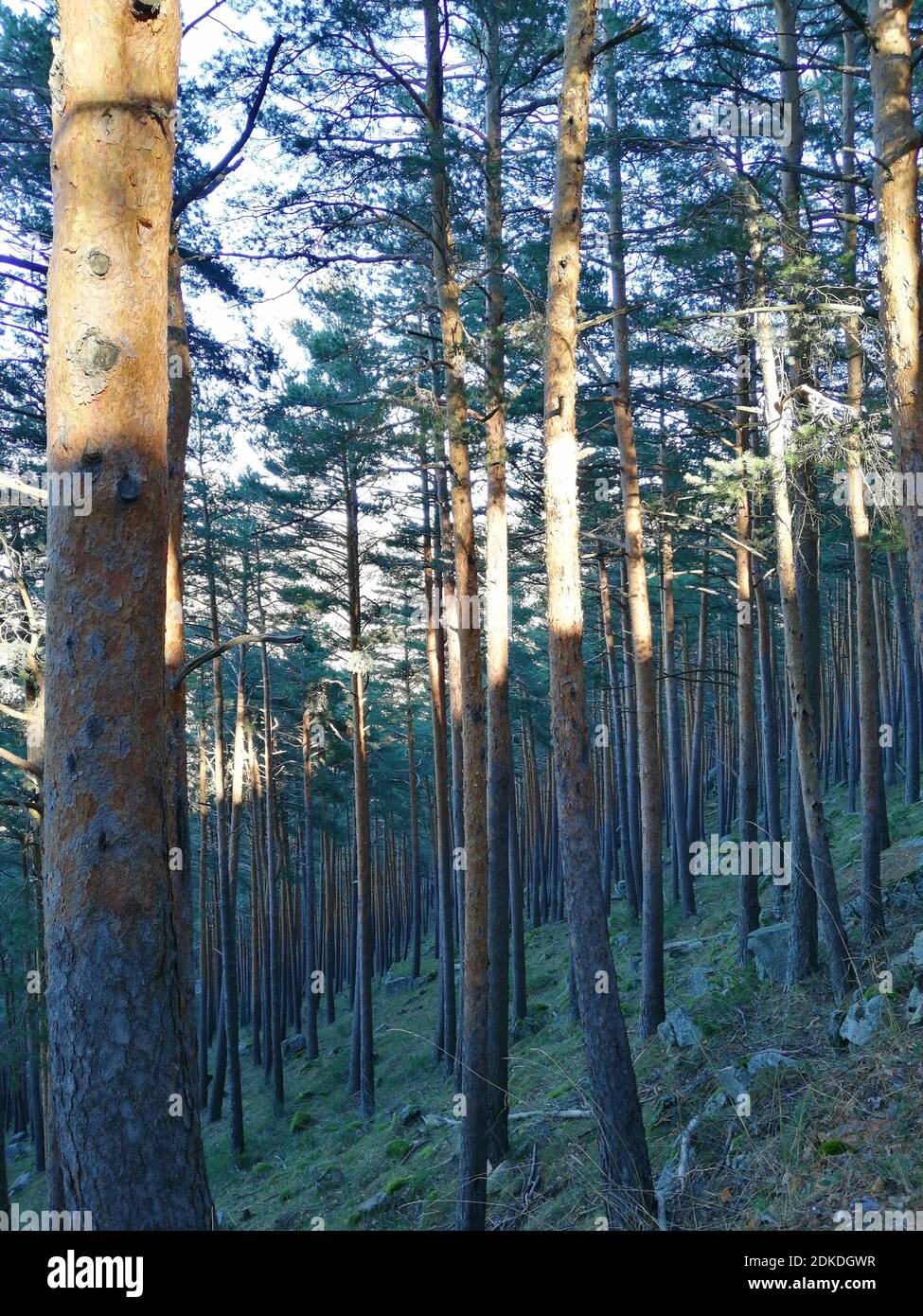 Vertical shot of the forest of pine trees Stock Photo - Alamy