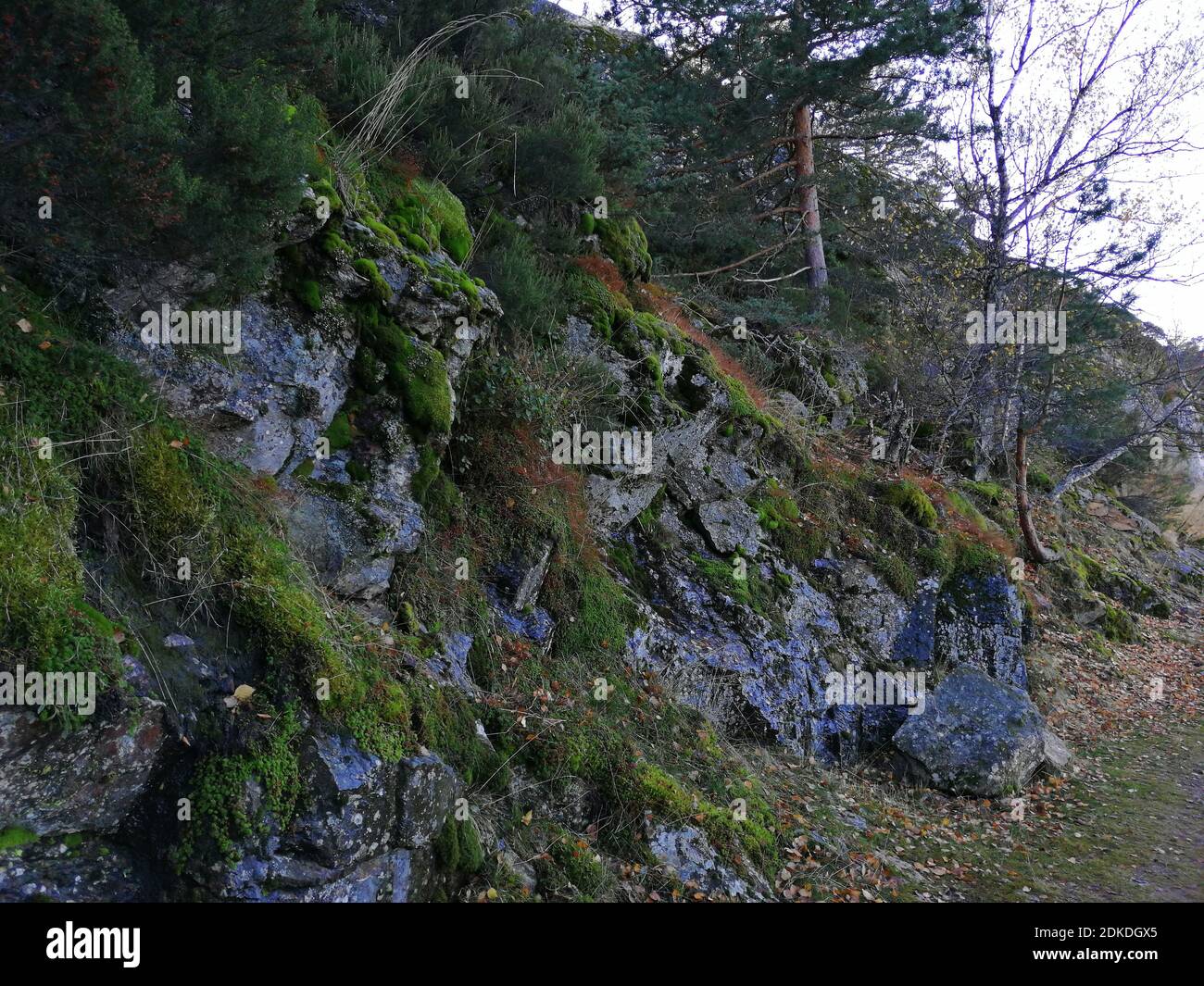 Old moss covered grey hi-res stock photography and images - Alamy