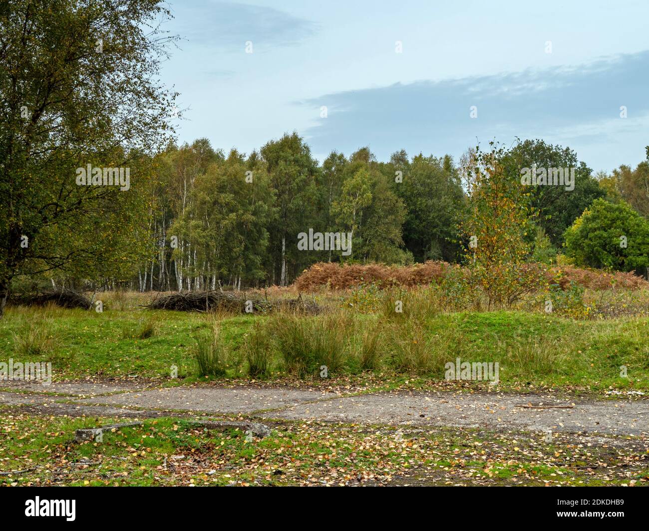 Trees and heathland habitat in Skipwith Common National Nature Reserve ...