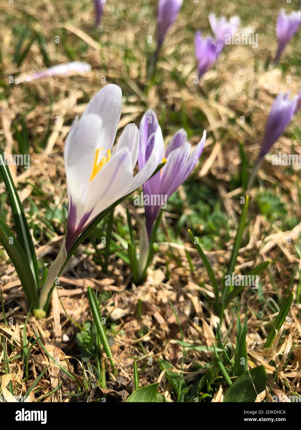 Crocus Vernus In Meadow High Resolution Stock Photography and Images ...