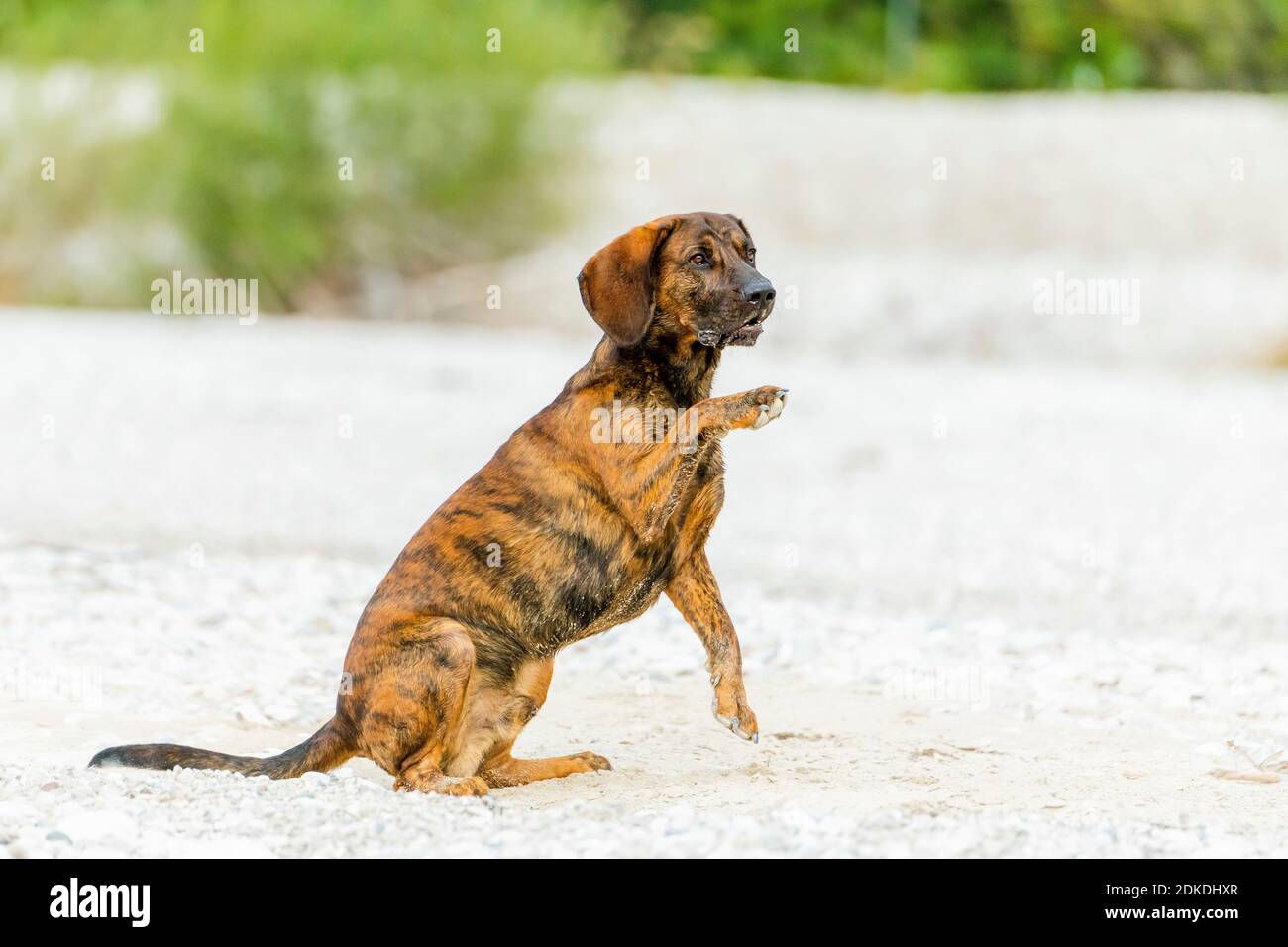 A Hanoverian welding dog named "Rüpel", a recognized breed, poses with ...
