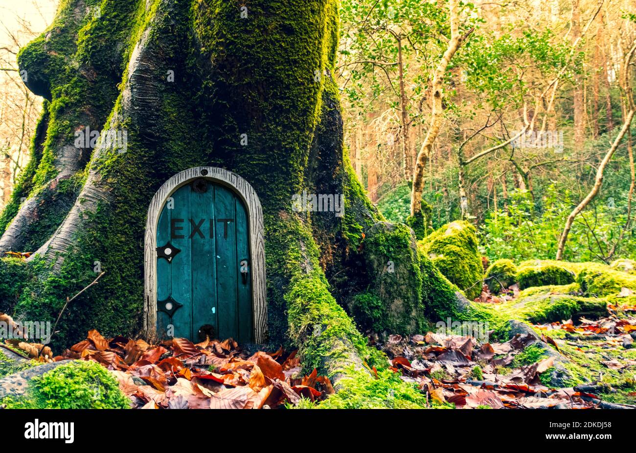Fairytale fantasy house in tree trunk in forest. Small doors in the ...