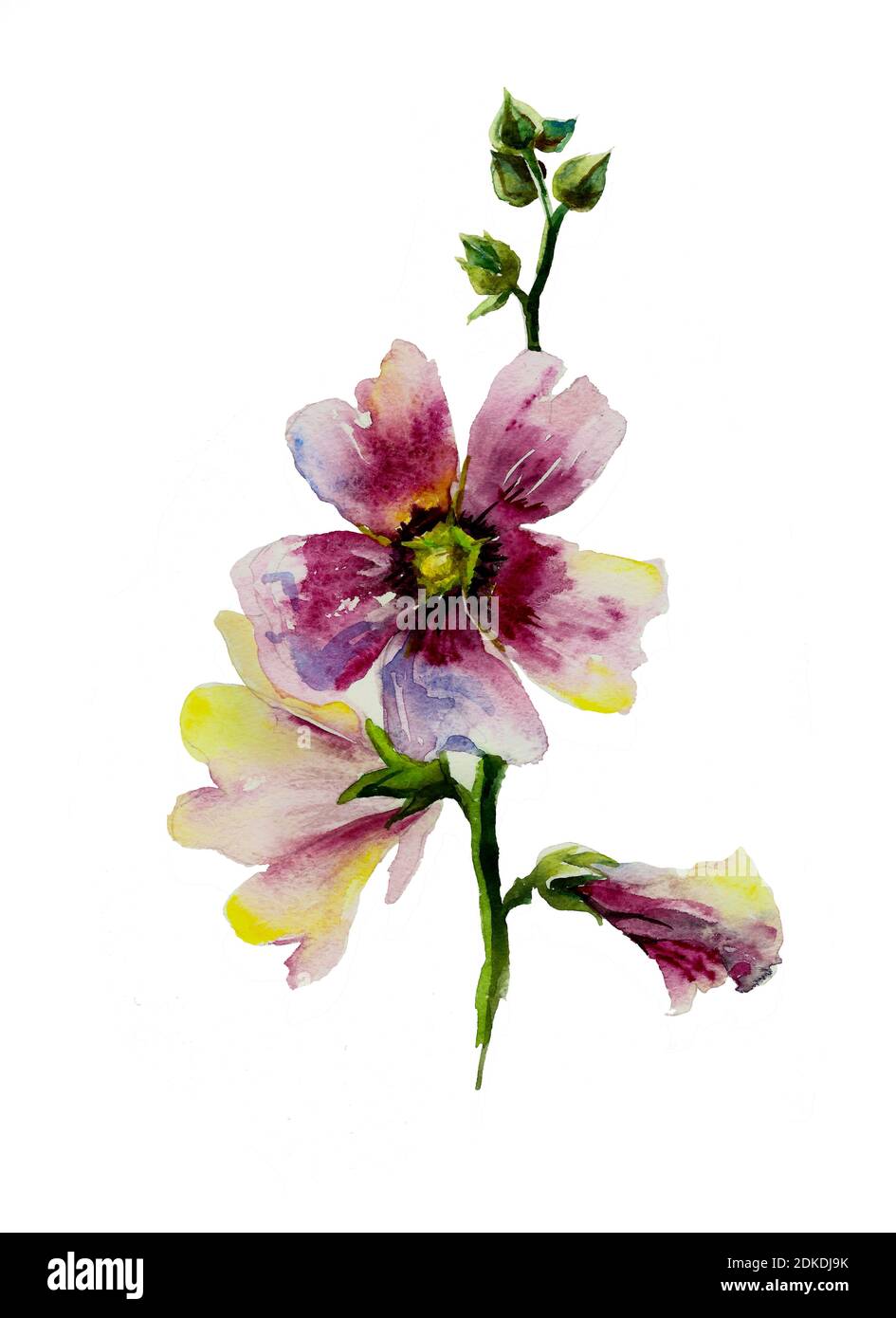 Green plants pink buds Cut Out Stock Images & Pictures - Alamy