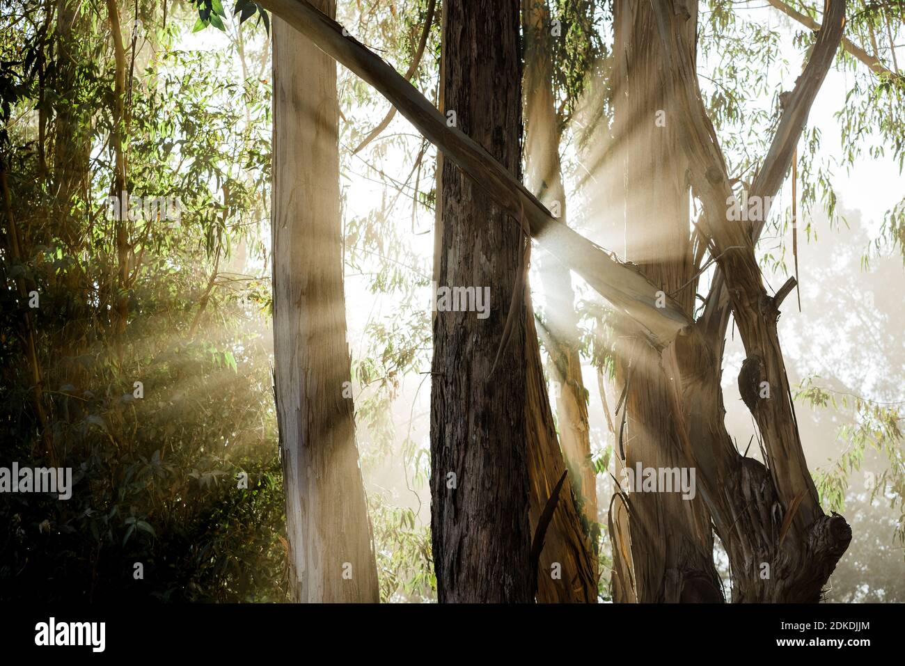 Beautiful view of light beaming through the eucalyptus trees Stock ...