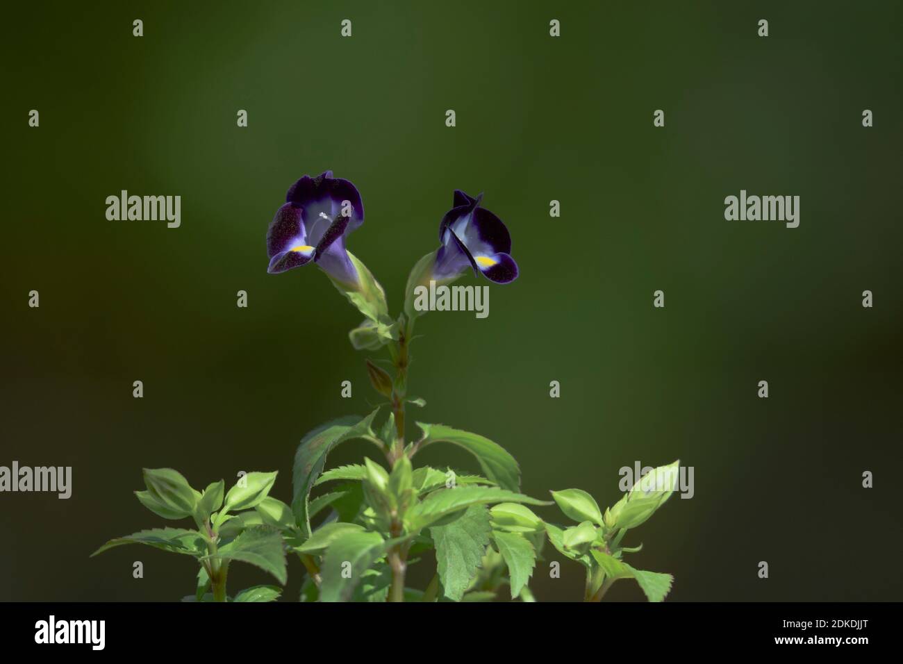 Indian wishbone flower hi-res stock photography and images - Alamy